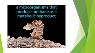 --METHANOGENS- (general microbiology )-- | PDF