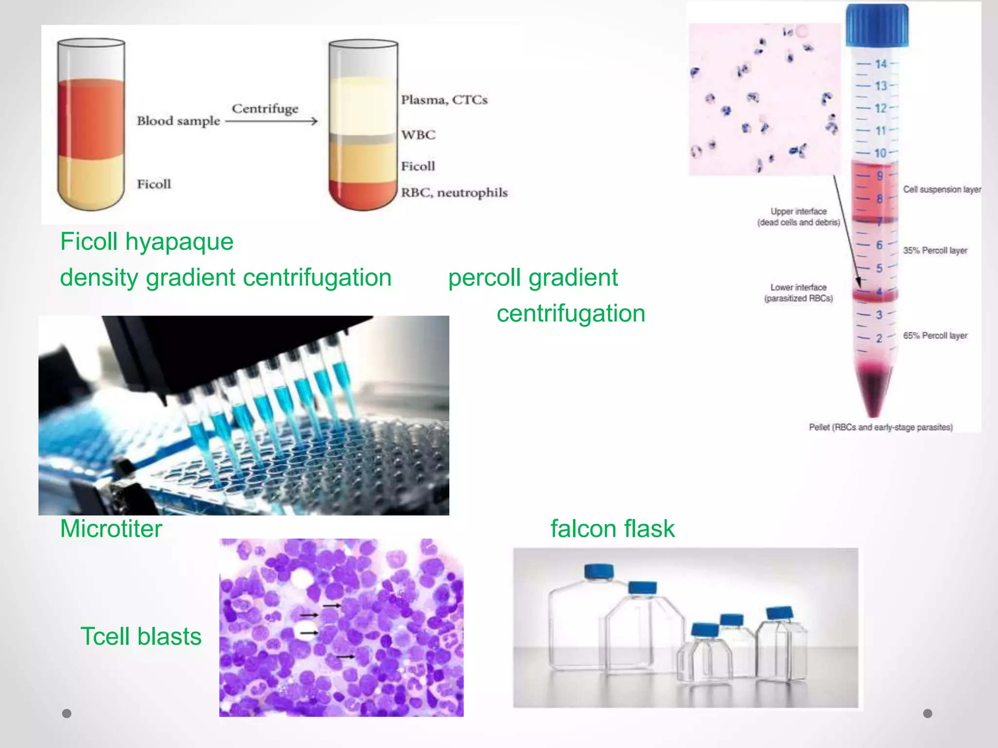 T cell cloning, cloning of alloreactive human t cells, Antigen ...