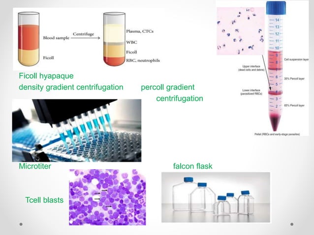 T cell cloning, cloning of alloreactive human t cells, Antigen ...