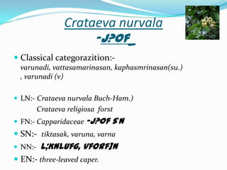 Ayurvedic Pharmacology of Cratoeva nurvala & its Pharmacognocy | PPTX