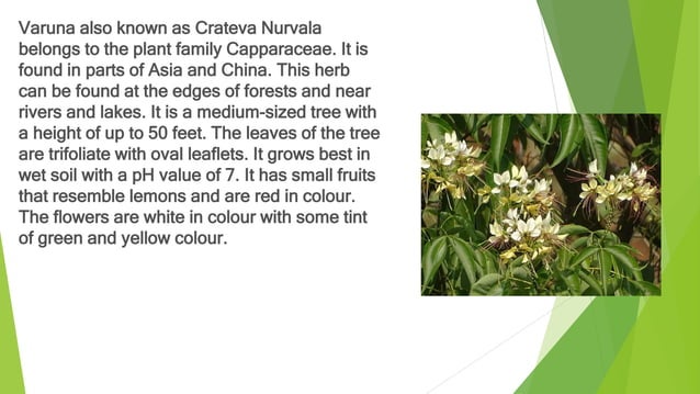 VARUNA.pptx | Herbs and Supplements | Alternative Medicine