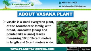 Effective Herbal Remedy for Respiratory Disorders & More Benefits of ...