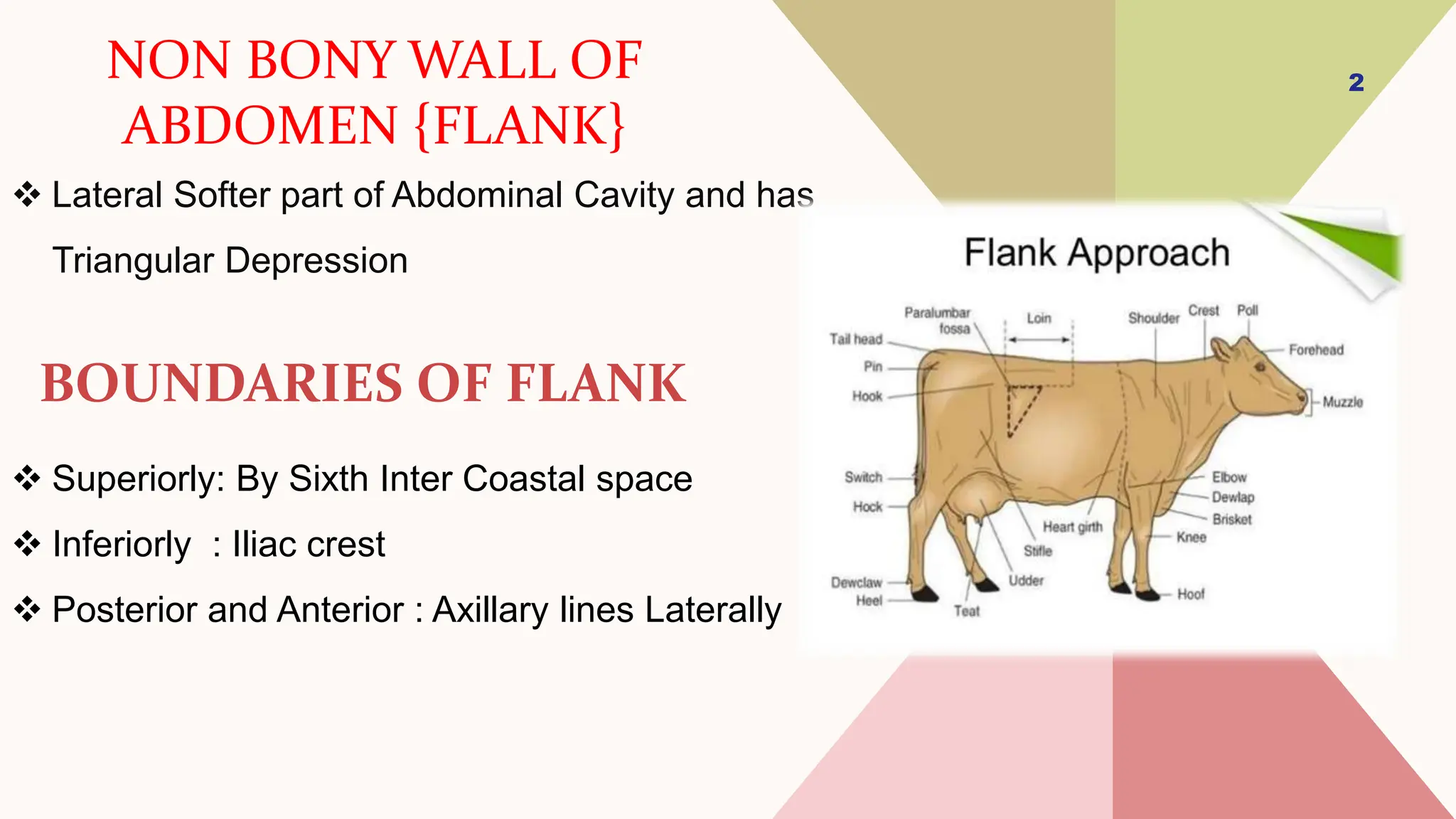Boundaries of flank and paralumbar fossa | PPTX