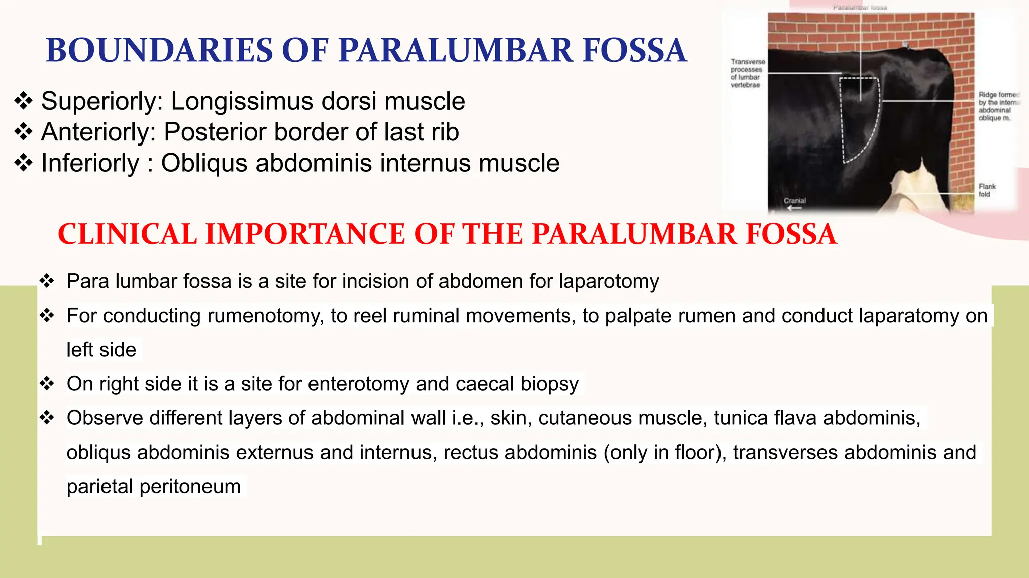 Boundaries of flank and paralumbar fossa | PPTX