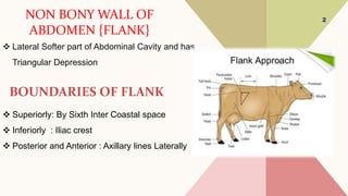 Boundaries of flank and paralumbar fossa | PPTX