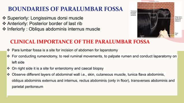 Boundaries of flank and paralumbar fossa | PPTX