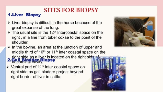 Boundaries of flank and paralumbar fossa | PPTX