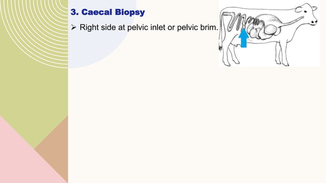 Boundaries of flank and paralumbar fossa | PPTX
