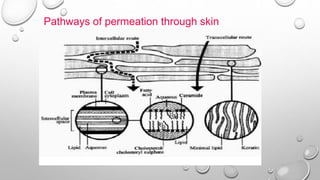Transdermal drug delivery system | PPTX | Skin Care | Beauty