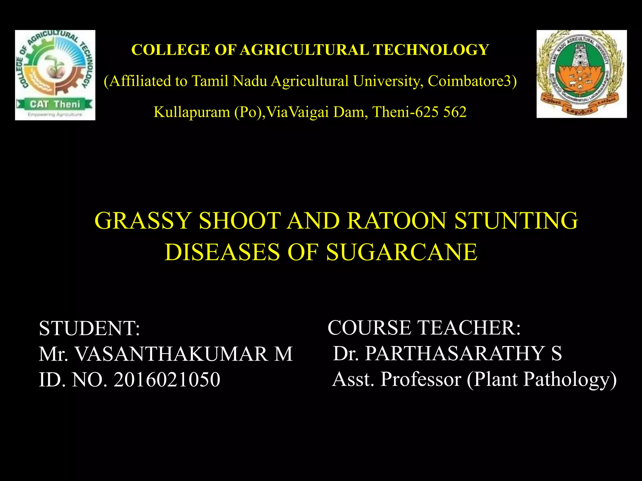 Sugarcane Grassy shoot and Ratoon stunting diseases | PPTX