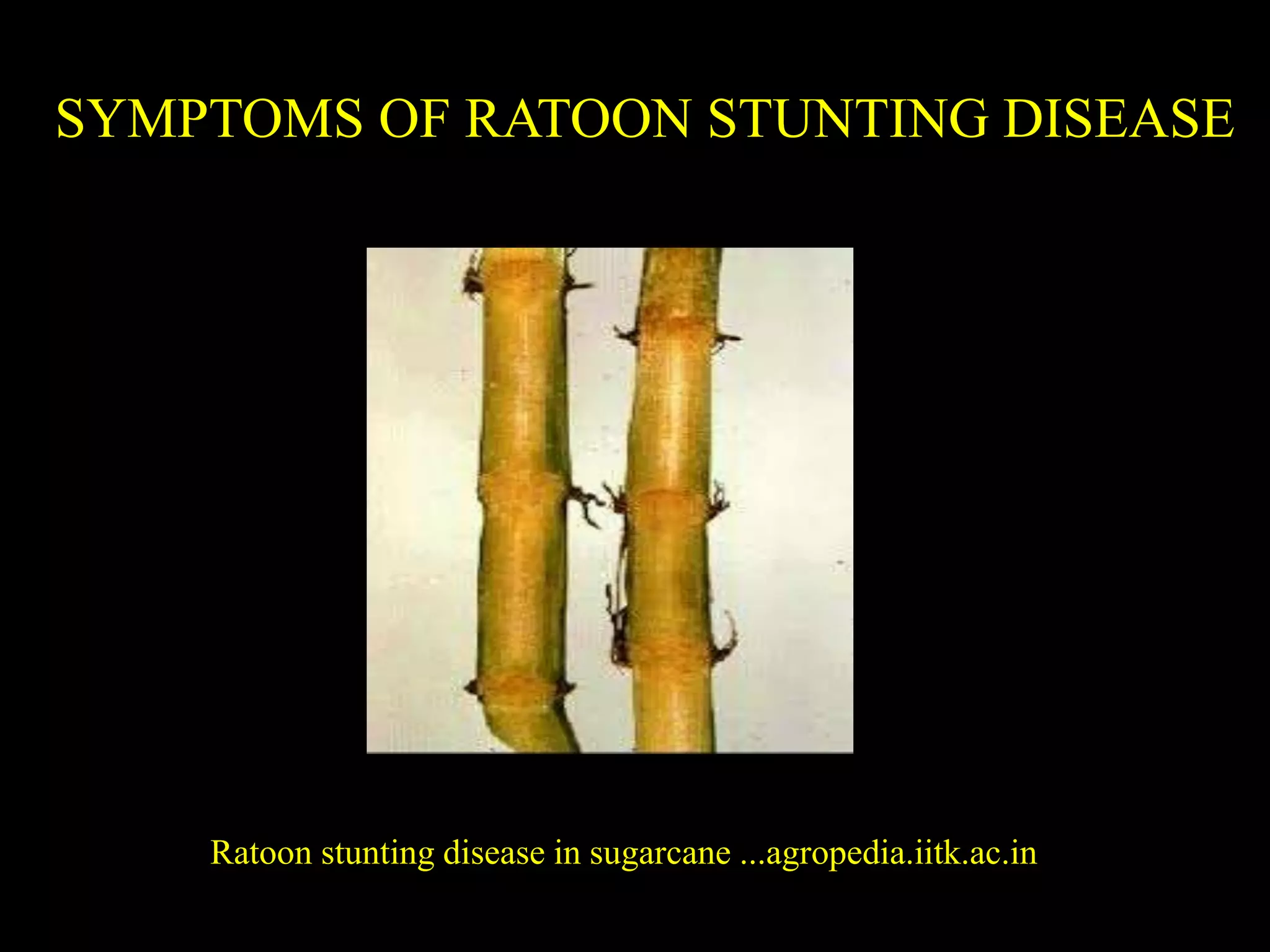 Sugarcane Grassy shoot and Ratoon stunting diseases | PPTX