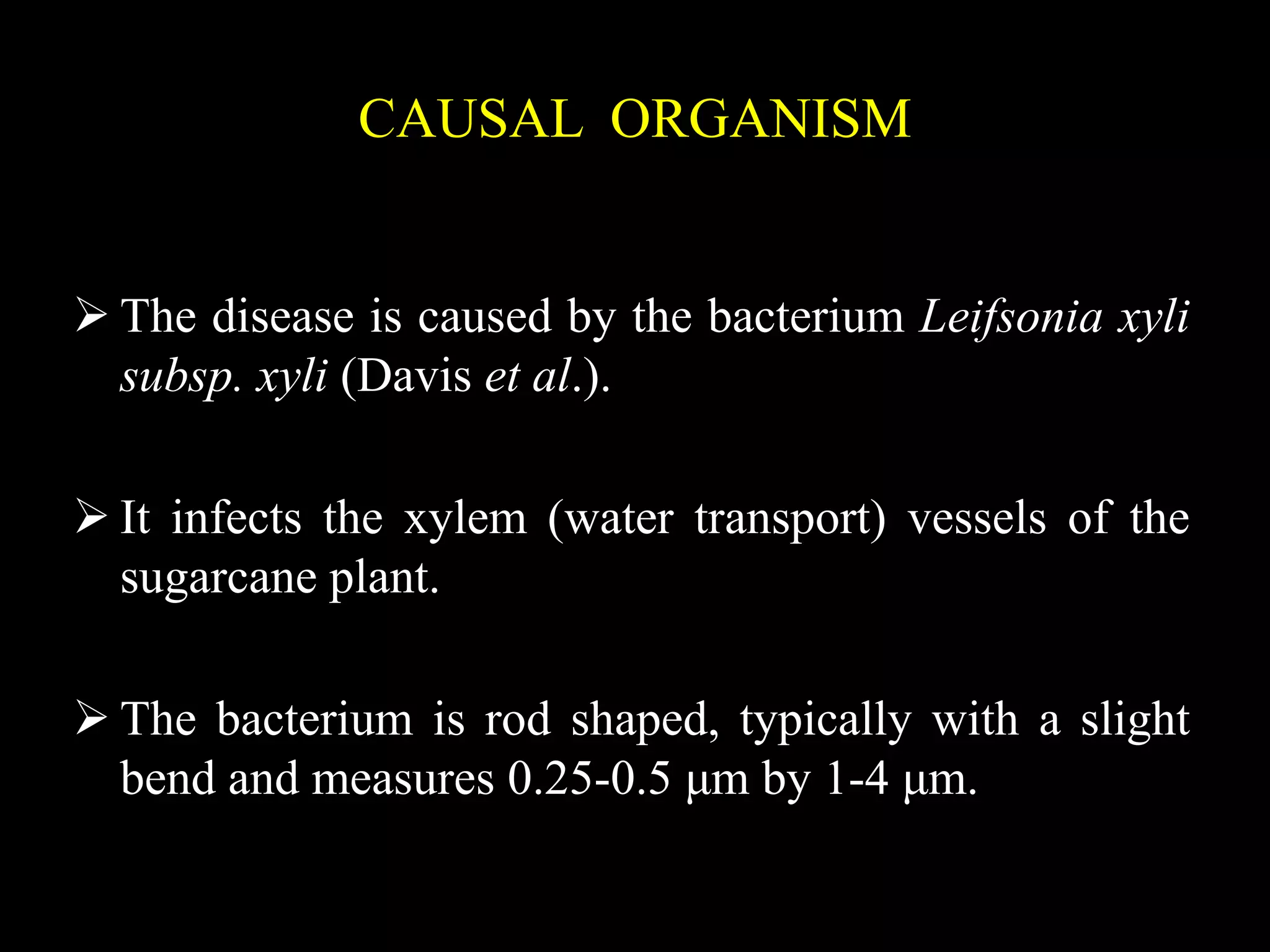 Sugarcane Grassy shoot and Ratoon stunting diseases | PPTX