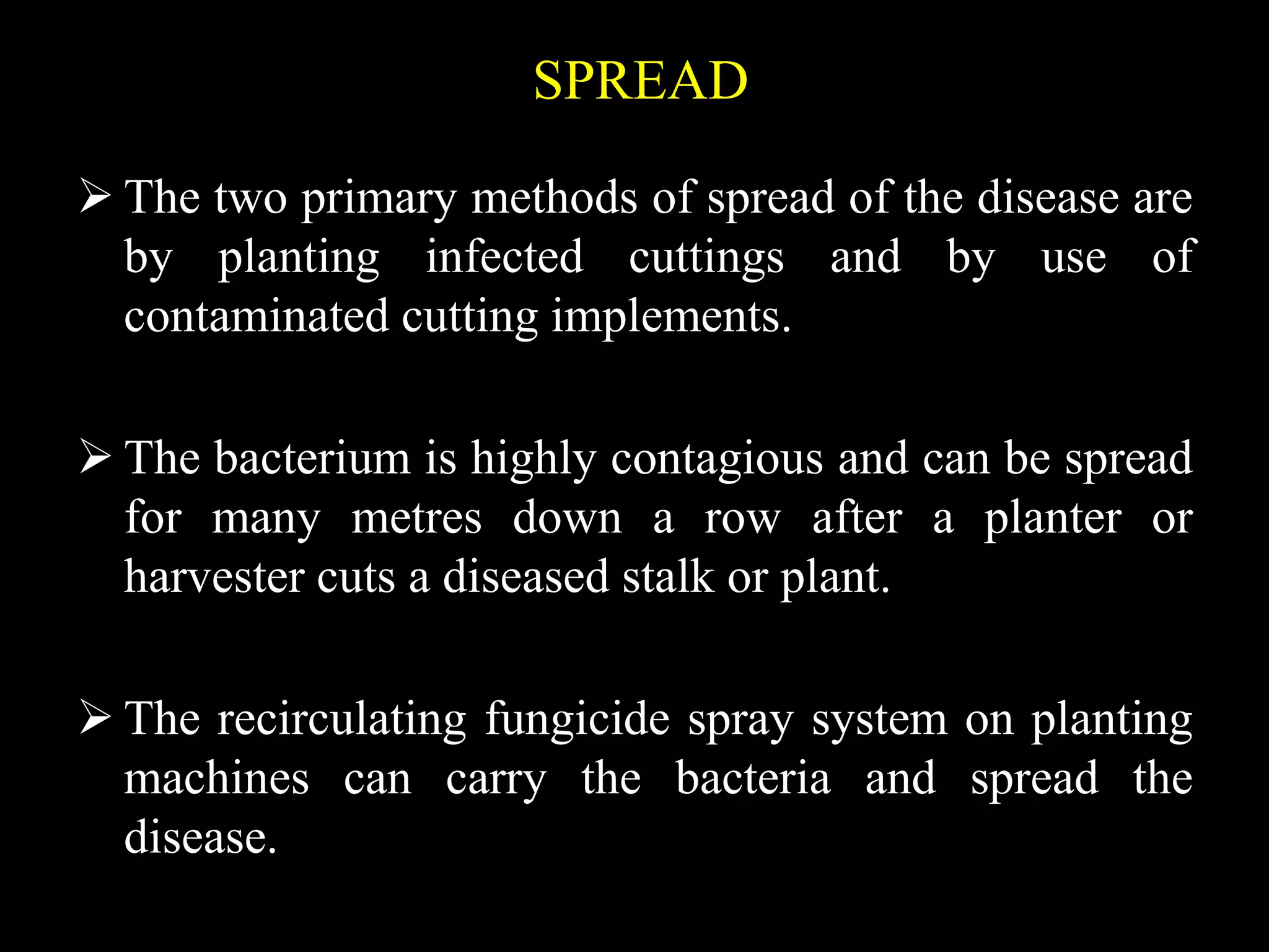 Sugarcane Grassy shoot and Ratoon stunting diseases | PPTX