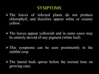 Sugarcane Grassy shoot and Ratoon stunting diseases | PPTX