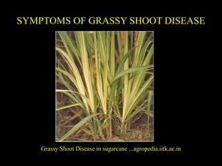 Sugarcane Grassy shoot and Ratoon stunting diseases | PPTX