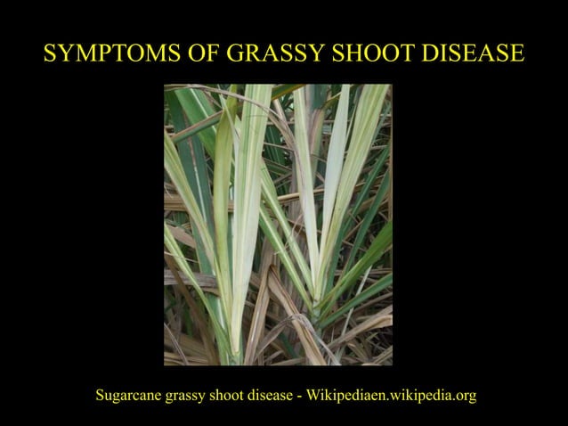 Sugarcane Grassy shoot and Ratoon stunting diseases | PPTX | Gardening ...