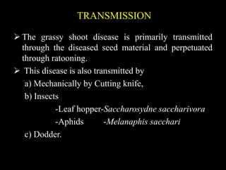 Sugarcane Grassy shoot and Ratoon stunting diseases | PPTX
