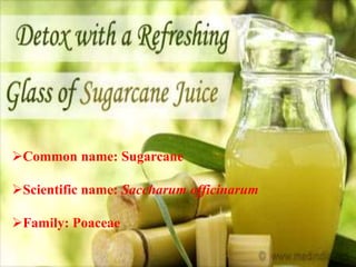 Sugarcane Grassy shoot and Ratoon stunting diseases | PPTX