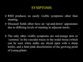 Sugarcane Grassy shoot and Ratoon stunting diseases | PPTX