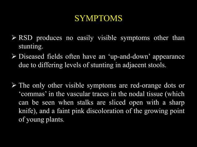 Sugarcane Grassy shoot and Ratoon stunting diseases | PPTX | Gardening ...