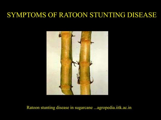 Sugarcane Grassy shoot and Ratoon stunting diseases | PPTX | Gardening ...