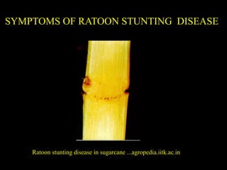 Sugarcane Grassy shoot and Ratoon stunting diseases | PPTX