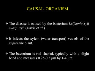 Sugarcane Grassy shoot and Ratoon stunting diseases | PPTX