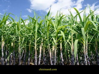 Sugarcane Grassy shoot and Ratoon stunting diseases | PPTX