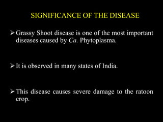 Sugarcane Grassy shoot and Ratoon stunting diseases | PPTX