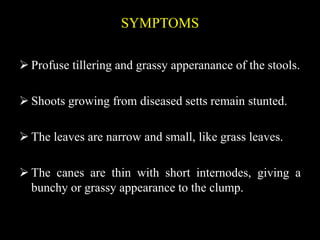 Sugarcane Grassy shoot and Ratoon stunting diseases | PPTX