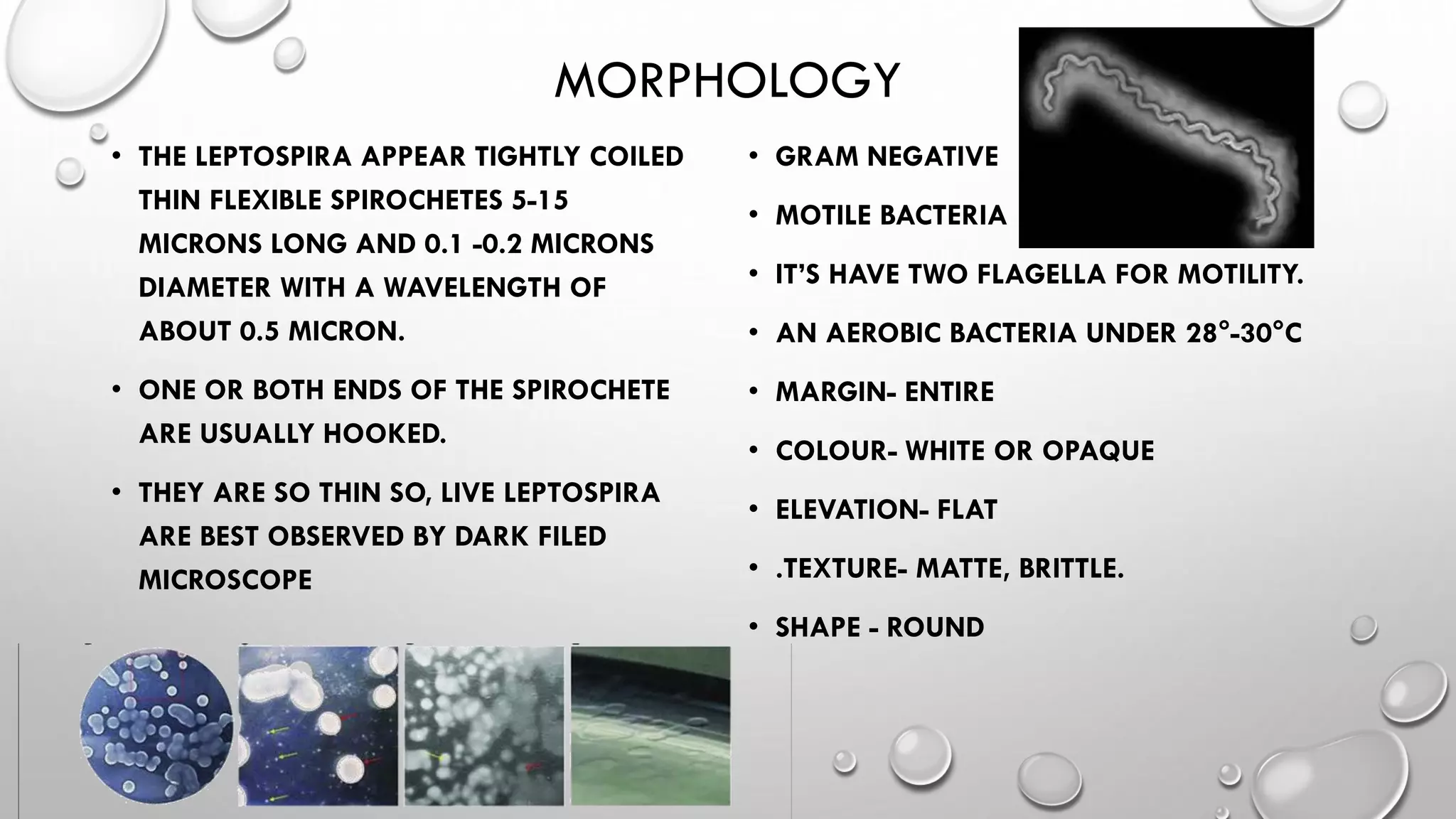 Vasanth's leptospira | PDF