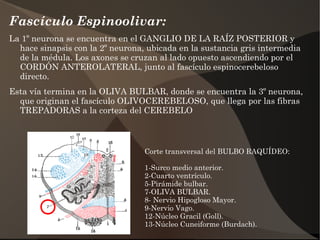 Vías ascendentes y descendentes | ODP