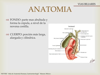 Vesícula Biliar En Bolsa De Hartmann