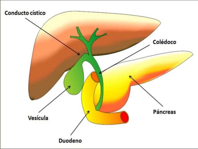 Vías biliares extrahepáticas