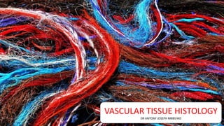 HISTOLOGY OF VASCULAR TISSUE | PPTX | Lung and Respiratory Health ...