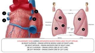 HISTOLOGY OF VASCULAR TISSUE | PPTX