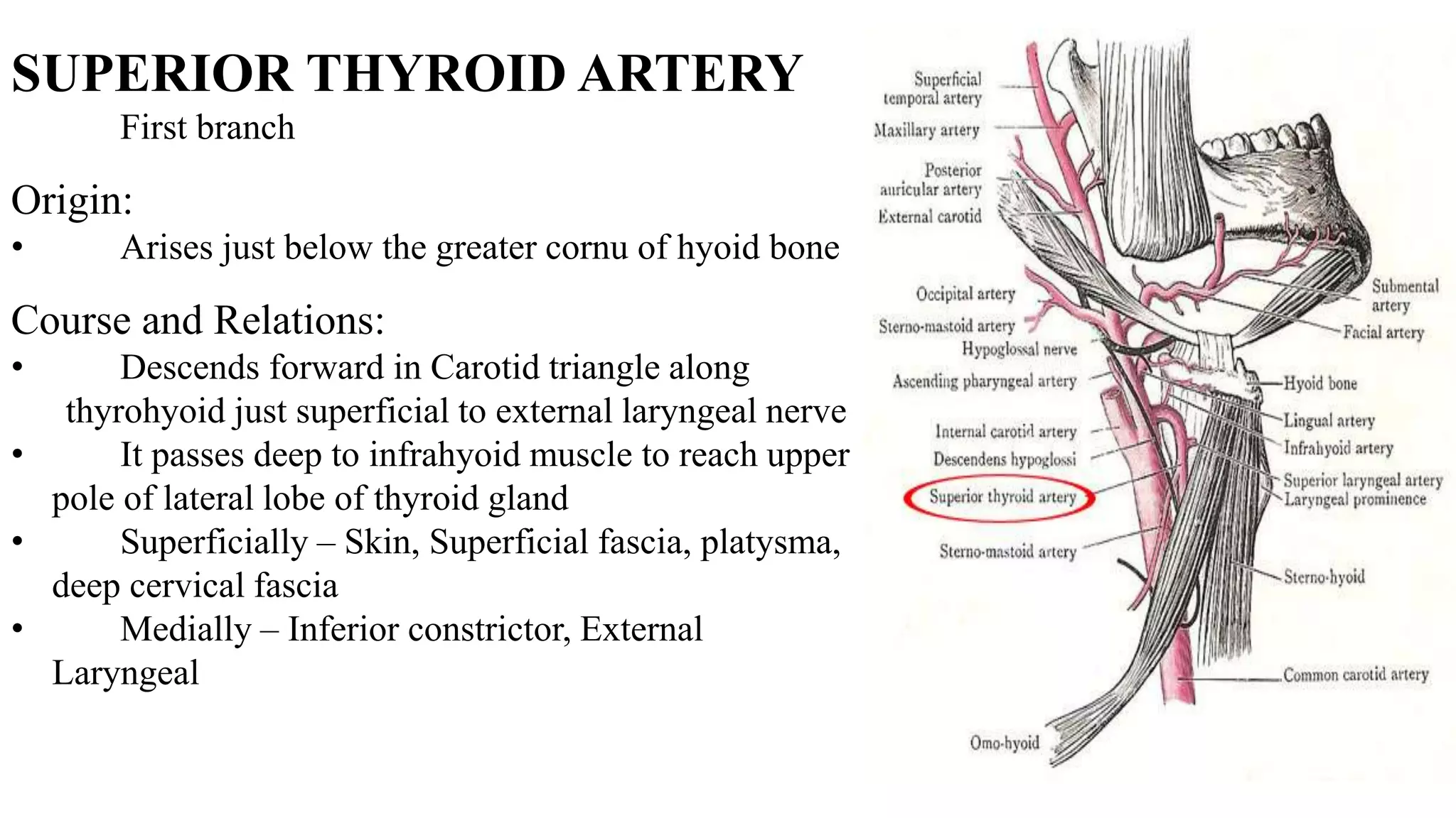 Vascular supply of face and neck | PPTX