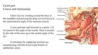 Vascular supply of face and neck | PPTX