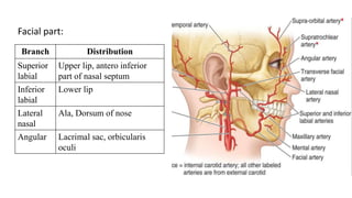 Vascular supply of face and neck | PPTX