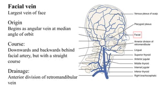 Vascular supply of face and neck | PPTX