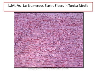 Aorta Slide Labeled
