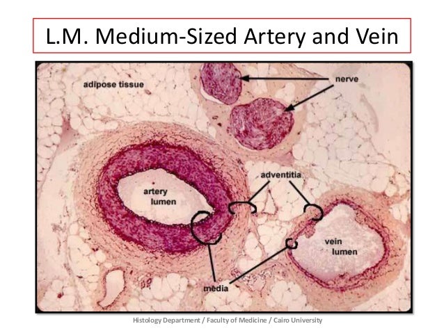 Vascular - Prac. Histology