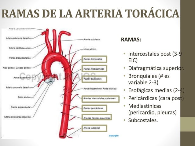 Anatomía Vasos del Tórax, Aneurismas y Enf. Aortoiliaca