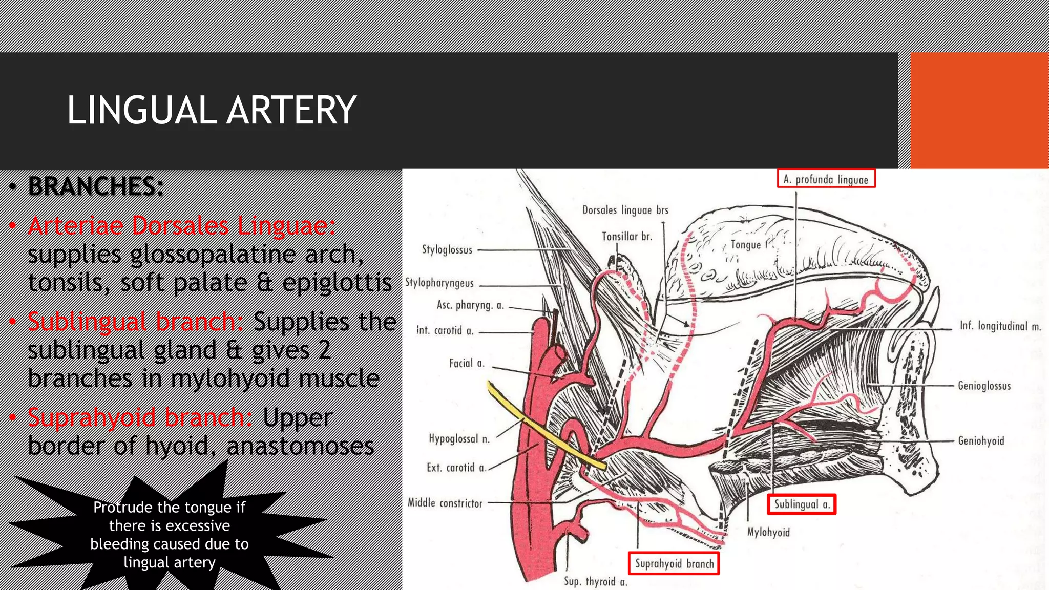 Vascular Supply of Head and Neck | PPT