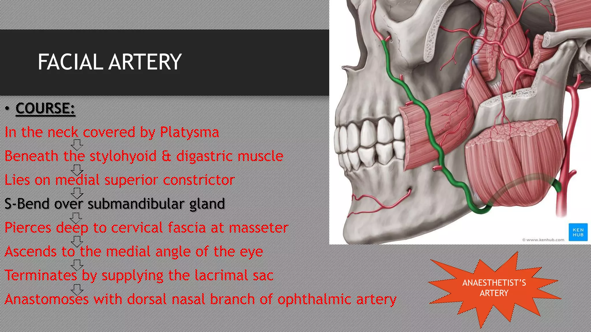 Vascular Supply of Head and Neck | PPT
