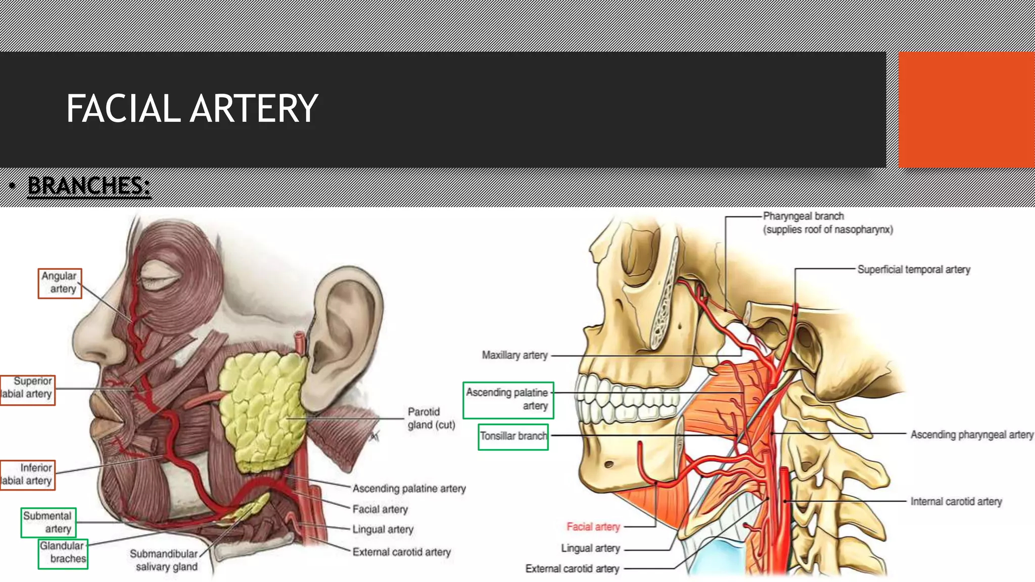 Vascular Supply of Head and Neck | PPT