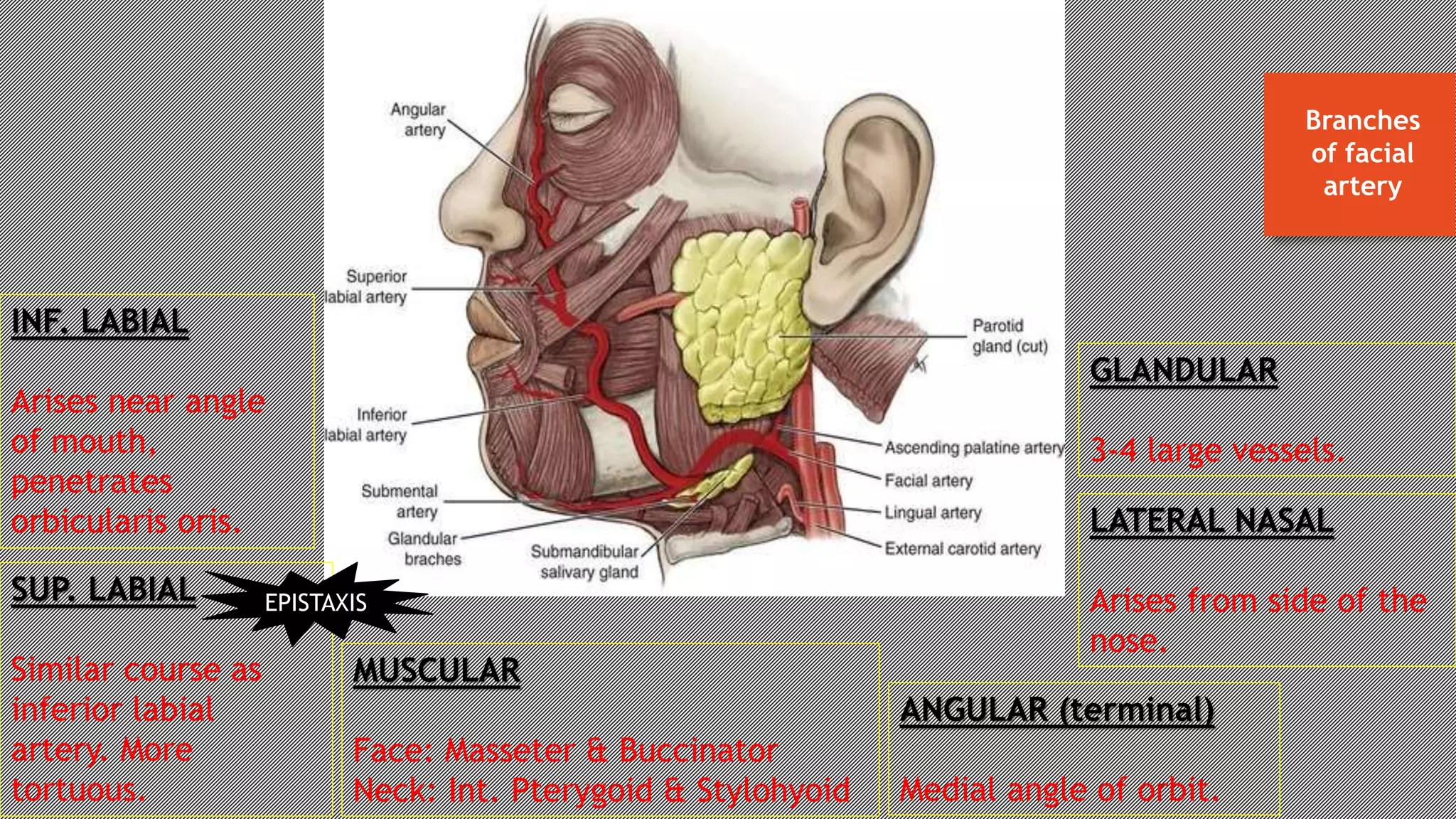 Vascular Supply of Head and Neck | PPT