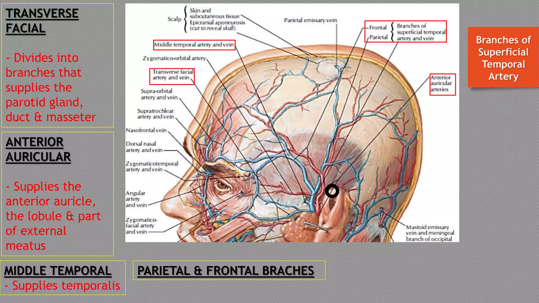 Vascular Supply of Head and Neck | PPT