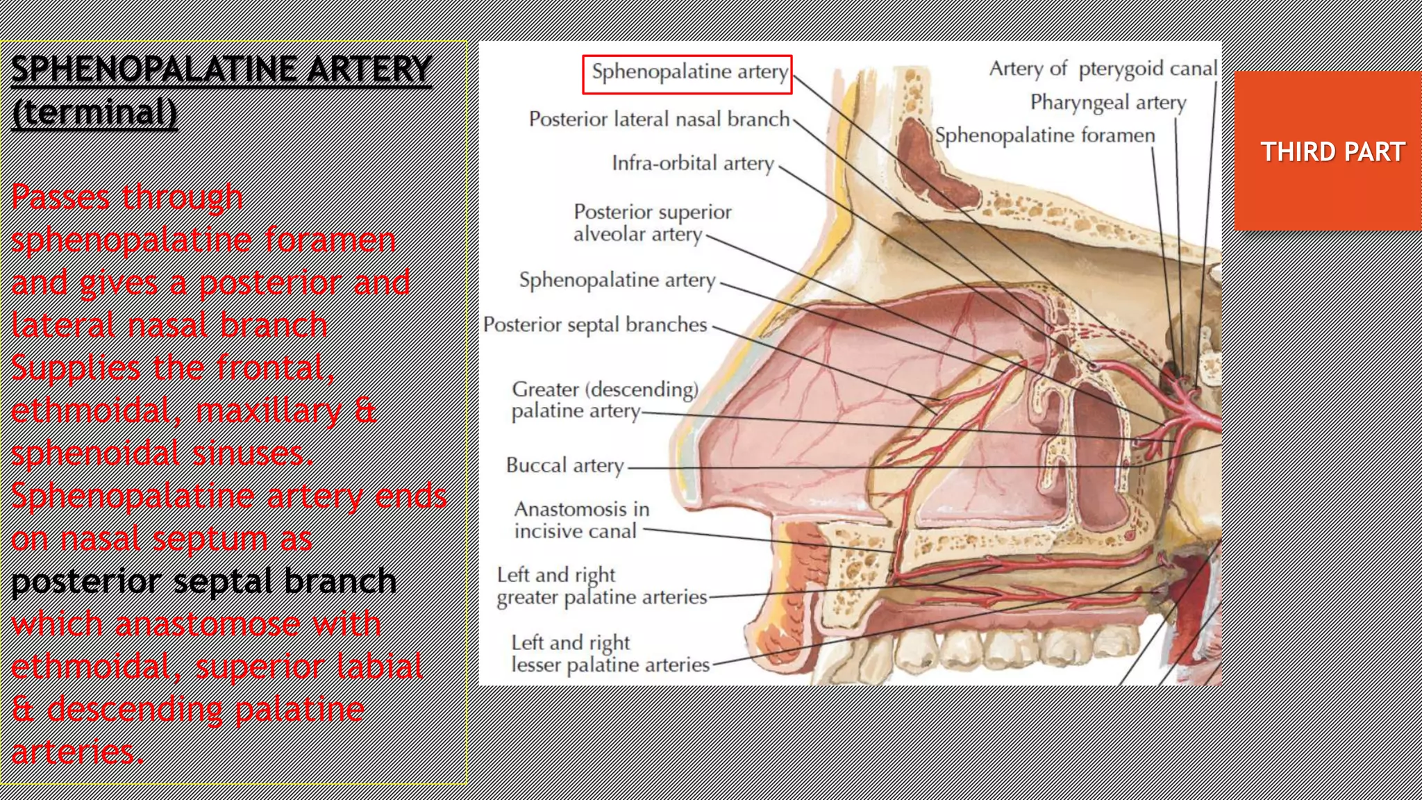 Vascular Supply of Head and Neck | PPT