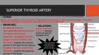 Vascular Supply of Head and Neck | PPT